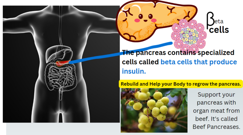 Pancreas restoration Insulin production – A is for Amino